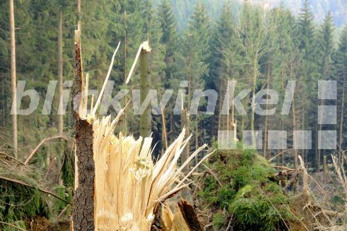 blickwinkel - Gemeine Fichte, Rottanne, Gewoehnliche Fichte (Picea ...