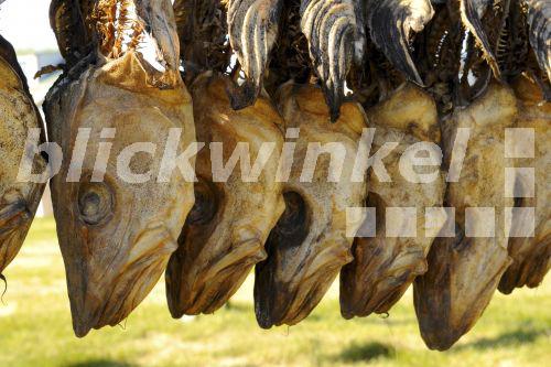 blickwinkel - Trockenfisch, Island - stockfish, Iceland - J. Hauke