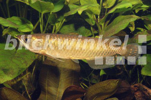 blickwinkel - Gepunkteter Barramundi, Arowana (Scleropages jardini), 40 ...