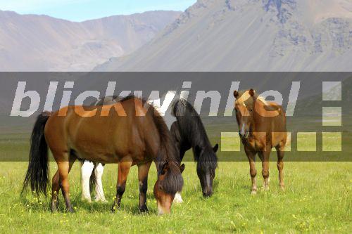 blickwinkel - Islandpferd, Islandpony, Islaender (Equus przewalskii f ...