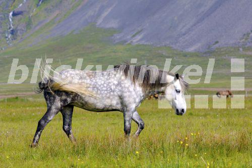 blickwinkel - Islandpferd, Islandpony, Islaender (Equus przewalskii f ...