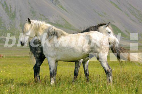 blickwinkel - Islandpferd, Islandpony, Islaender (Equus przewalskii f ...