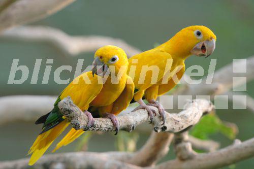 blickwinkel - Goldsittich, Gold-Sittich (Guaruba guarouba, Aratinga ...