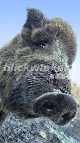 blickwinkel - Wildschwein, Wild-Schwein, Schwarzwild (Sus scrofa ...