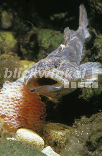 blickwinkel - Groppe, Koppe, West-Groppe, Kaulkopf, Muehlkoppe (Cottus ...