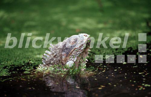 blickwinkel - Gruener Leguan (Iguana iguana), Kopf an der ...