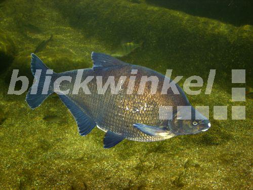 blickwinkel - Blei, Brachsen, Brassen, Brasse (Abramis brama ...