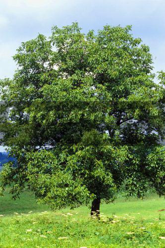 blickwinkel - Echte Walnuss, Echte Wal-Nuss, Walnuss, Wal-Nuss (Juglans ...