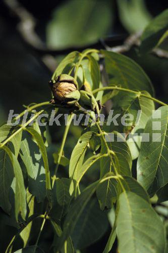 blickwinkel - Echte Walnuss, Echte Wal-Nuss, Walnuss, Wal-Nuss (Juglans ...