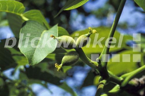 blickwinkel - Echte Walnuss, Echte Wal-Nuss, Walnuss, Wal-Nuss (Juglans ...