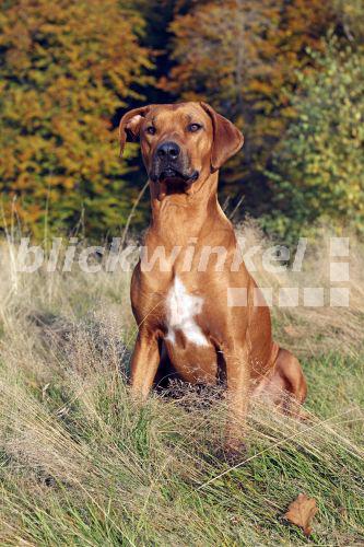blickwinkel - Rhodesian Ridgeback (Canis lupus f. familiaris), sitzt im ...