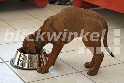 blickwinkel - Rhodesian Ridgeback (Canis lupus f. familiaris), 8 Wochen ...