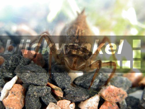 blickwinkel - Grosslibelle (Anisoptera), Larve - dragonflie (Anisoptera ...