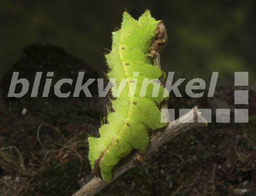 blickwinkel - Chinesischer Tussaspinner (Antheraea pernyi), Larve auf ...
