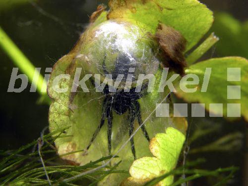 blickwinkel - Wasserspinne, Wasser-Spinne, Silberspinne, Silber-Spinne ...