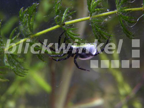 blickwinkel - Wasserspinne, Wasser-Spinne, Silberspinne, Silber-Spinne ...