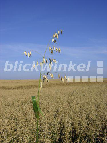 blickwinkel - Saat-Hafer, Saathafer, Hafer, Echter Hafer (Avena sativa ...