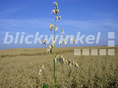 blickwinkel - Saat-Hafer, Saathafer, Hafer, Echter Hafer (Avena sativa ...
