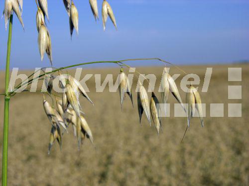 blickwinkel - Saat-Hafer, Saathafer, Hafer, Echter Hafer (Avena sativa ...
