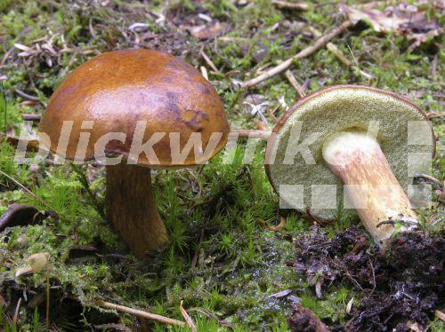 blickwinkel - Maronenroehrling, Maronen-Roehrling, Marone, Blaupilz ...