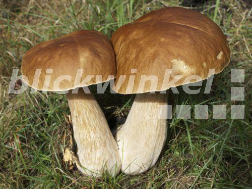 blickwinkel - Steinpilz, Stein-Pilz, Fichten-Steinpilz ...