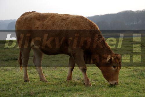 blickwinkel - Limousin, Limousin-Rind, Limousinrind, Hausrind (Bos ...