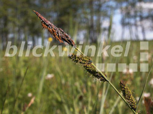 blickwinkel - Sumpf-Segge, Sumpfsegge (Carex acutiformis), Pflanze mit ...