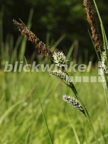 blickwinkel - Sumpf-Segge, Sumpfsegge (Carex acutiformis), Pflanze mit ...