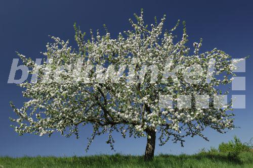 blickwinkel - Apfelbaum, Kultur-Apfel (Malus domestica), Bluehender ...