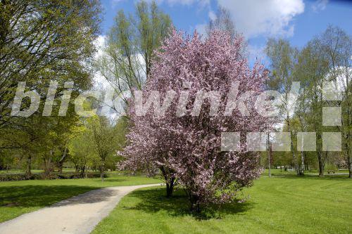 blickwinkel - Blutpflaume, Blut-Pflaume, Kirschpflaume (Prunus ...