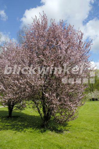 blickwinkel - Blutpflaume, Blut-Pflaume, Kirschpflaume (Prunus ...
