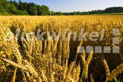 blickwinkel - Saat-Weizen, Weich-Weizen, Weizen (Triticum aestivum ...