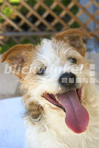 blickwinkel - Haushund (Canis lupus f. familiaris), hechelnd - domestic ...