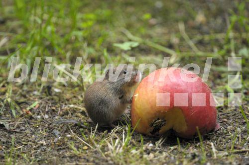 blickwinkel - Feldmaus (Microtus arvalis), Maus frisst am Apfel ...