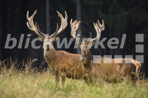 blickwinkel - Rothirsch, Rot-Hirsch, Edelhirsch, Edel-Hirsch, Rotwild ...