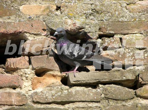 blickwinkel - Felsentaube, Felsen-Taube (Columba livia), an Mauer ...
