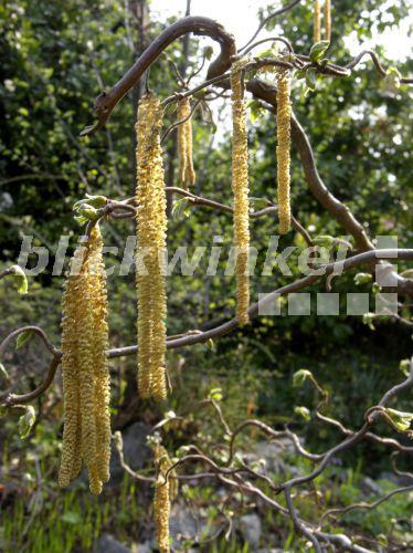 blickwinkel - Korkenzieher-Hasel, Korkenzieherhasel, Haselnuss, Hasel ...