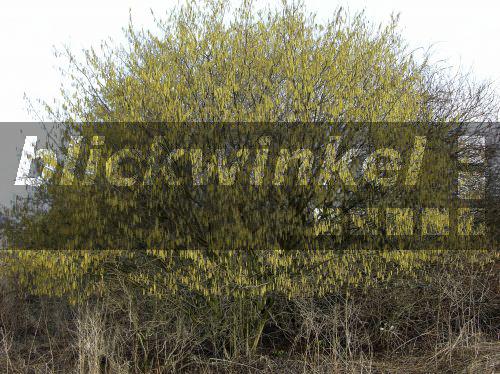 blickwinkel - Gewoehnliche Haselnuss, Hasel, Haselstrauch, Hasel ...