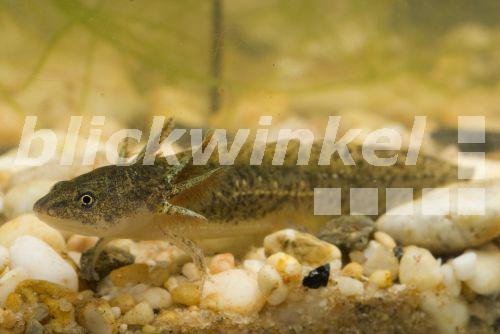 blickwinkel - Spanischer Rippenmolch (Pleurodeles waltl), Larve ...