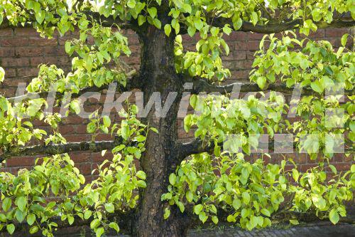 blickwinkel - Spalier-Obstbaum in einem Garten, Niederlande ...