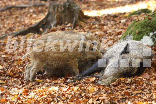 blickwinkel - Wildschwein, Wild-Schwein, Schwarzwild (Sus scrofa ...