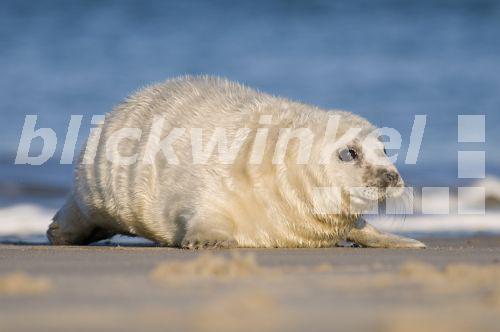 blickwinkel - Kegelrobbe, Kegel-Robbe (Halichoerus grypus), Robbenbaby ...