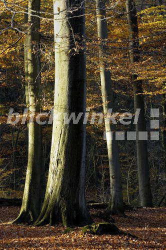 blickwinkel - Rotbuche, Rot-Buche, Buche (Fagus sylvatica), Buchenwald ...