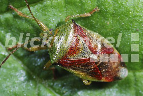 blickwinkel - Bunte Blattwanze (Elasmostethus interstinctus), auf einem ...