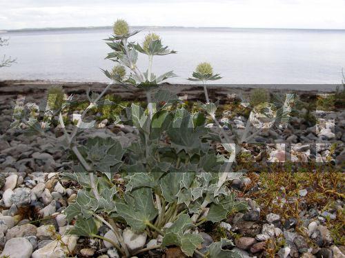 blickwinkel - Stranddistel (Eryngium maritimum), Einzelpflanze am ...