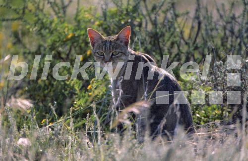 blickwinkel - Falbkatze, Afrikanische Wildkatze (Felis lybica, Felis ...