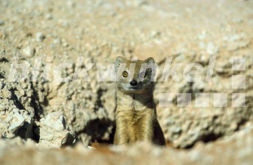 blickwinkel - Fuchsmanguste, Fuchs-Manguste (Cynictis penicillata ...