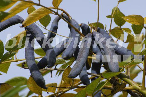 blickwinkel - Blaugurkenstrauch, Blaugurke (Decaisnea fargesii ...