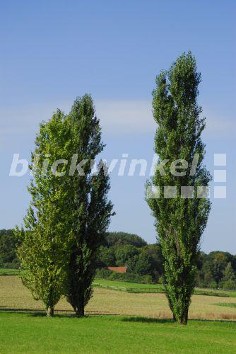 blickwinkel - Pyramidenpappel, Pyramiden-Pappel, Saeulenpappel, Saeulen ...