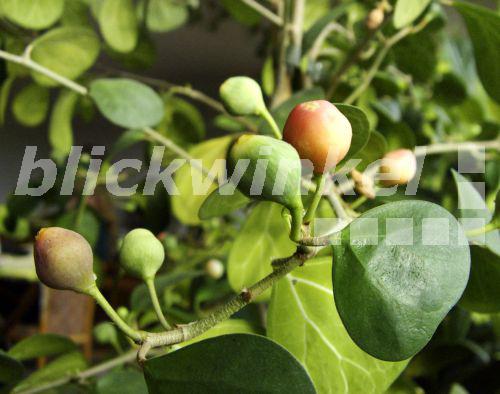 blickwinkel - Mistelfeige, Mistel-Feige (Ficus deltoidea ...